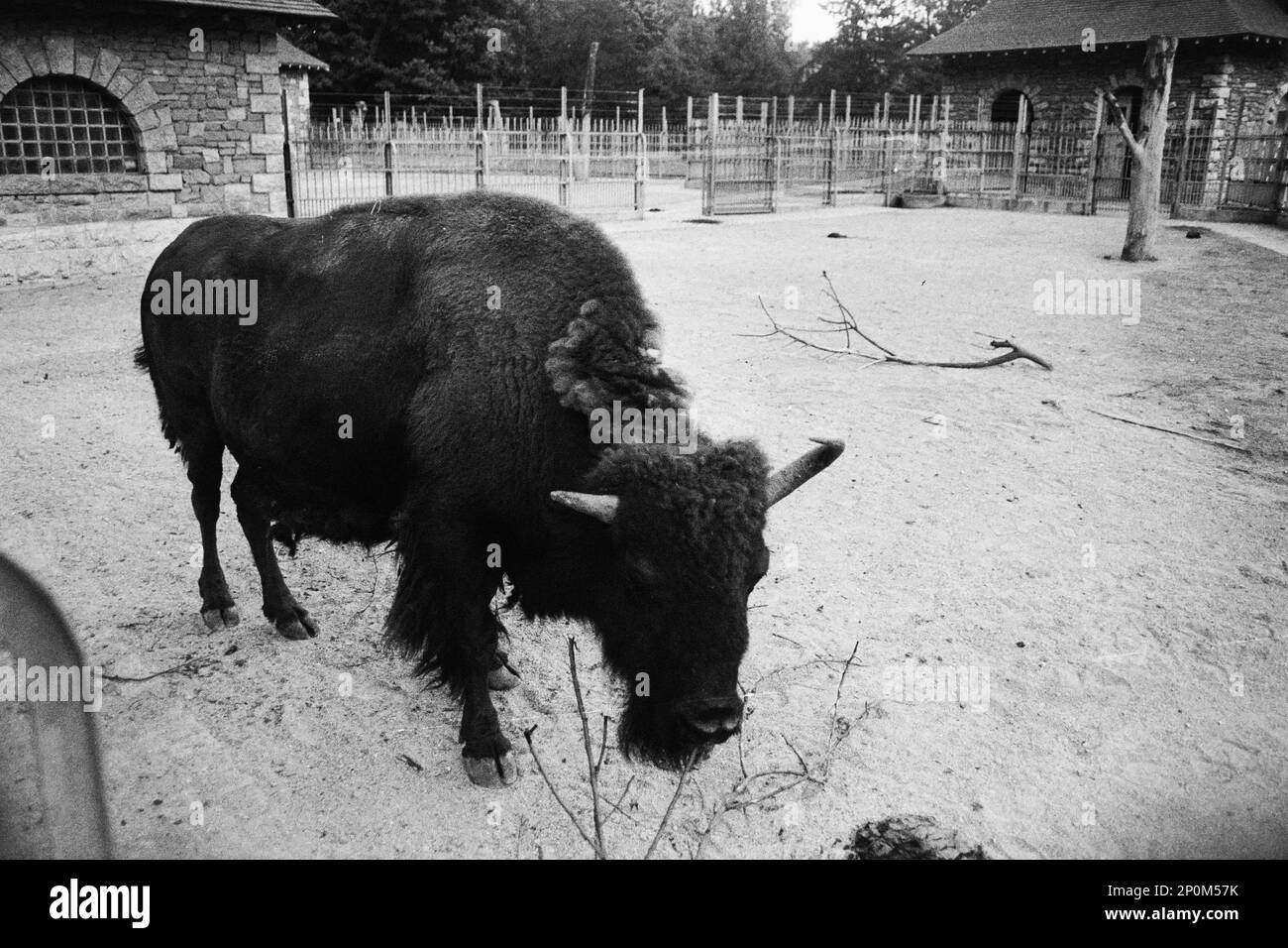 Archives 80ies: Animals in captivity, at Tete d'Or Park zoo, Lyon ...