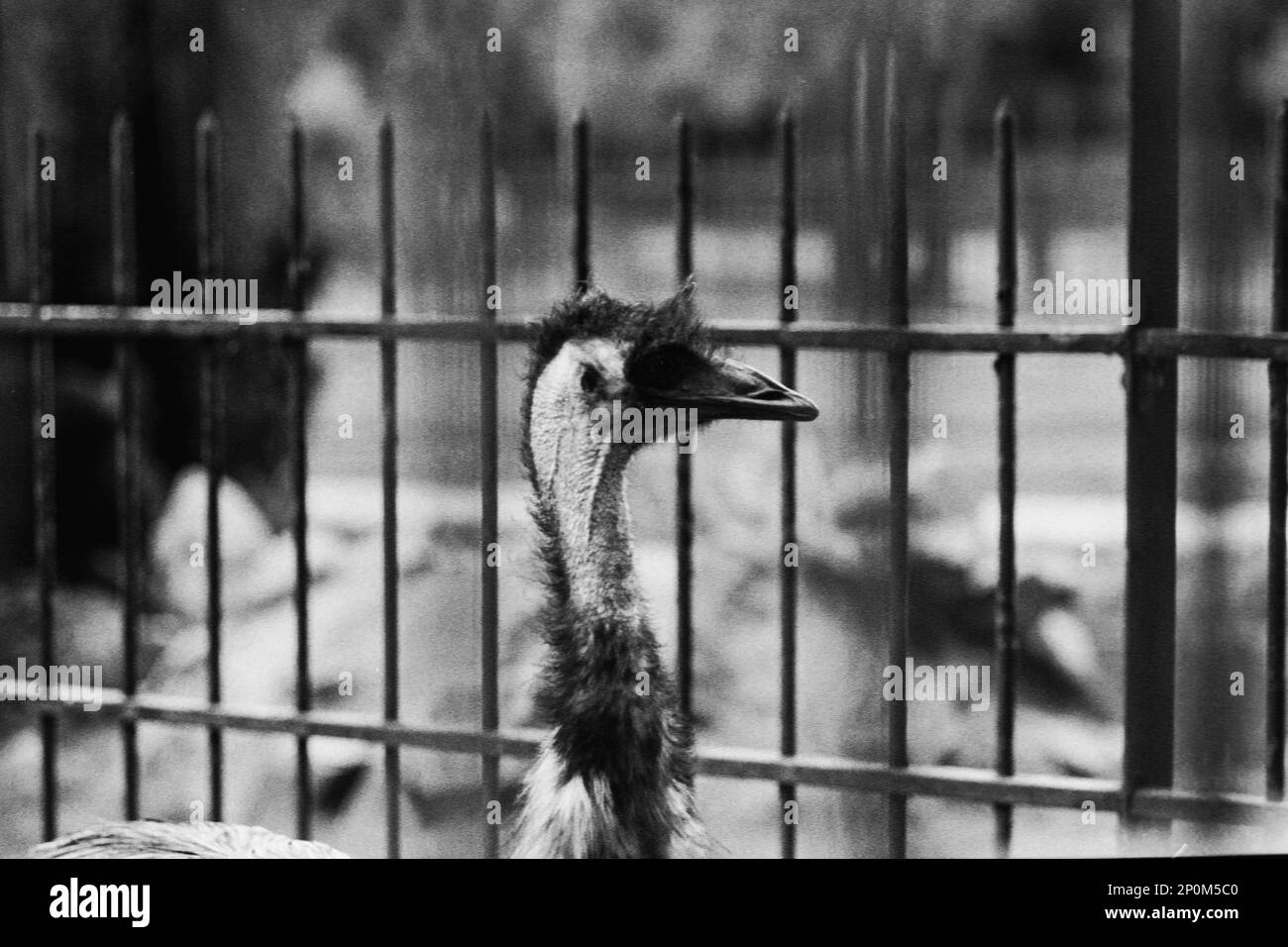 Archives 80ies: Animals in captivity, at Tete d'Or Park zoo, Lyon ...
