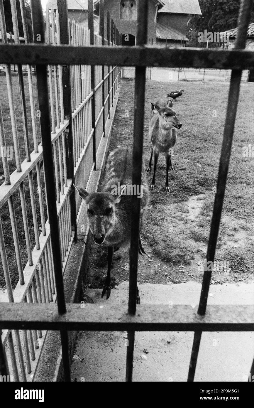 Archives 80ies: Animals in captivity, at Tete d'Or Park zoo, Lyon ...