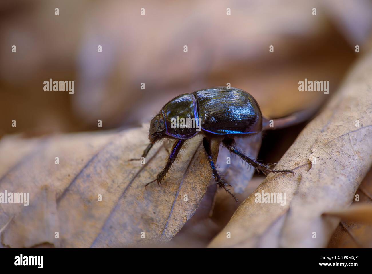 Withered leg hi-res stock photography and images - Alamy