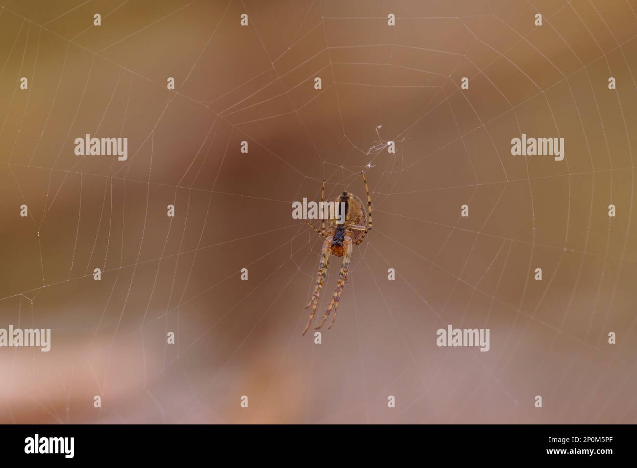 an little spider builds her web Stock Photo - Alamy
