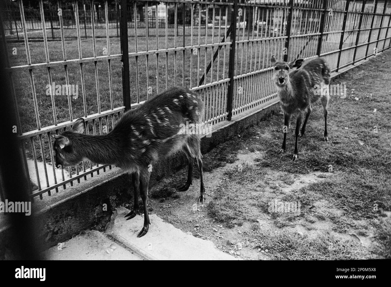 Archives 80ies: Animals in captivity, at Tete d'Or Park zoo, Lyon ...