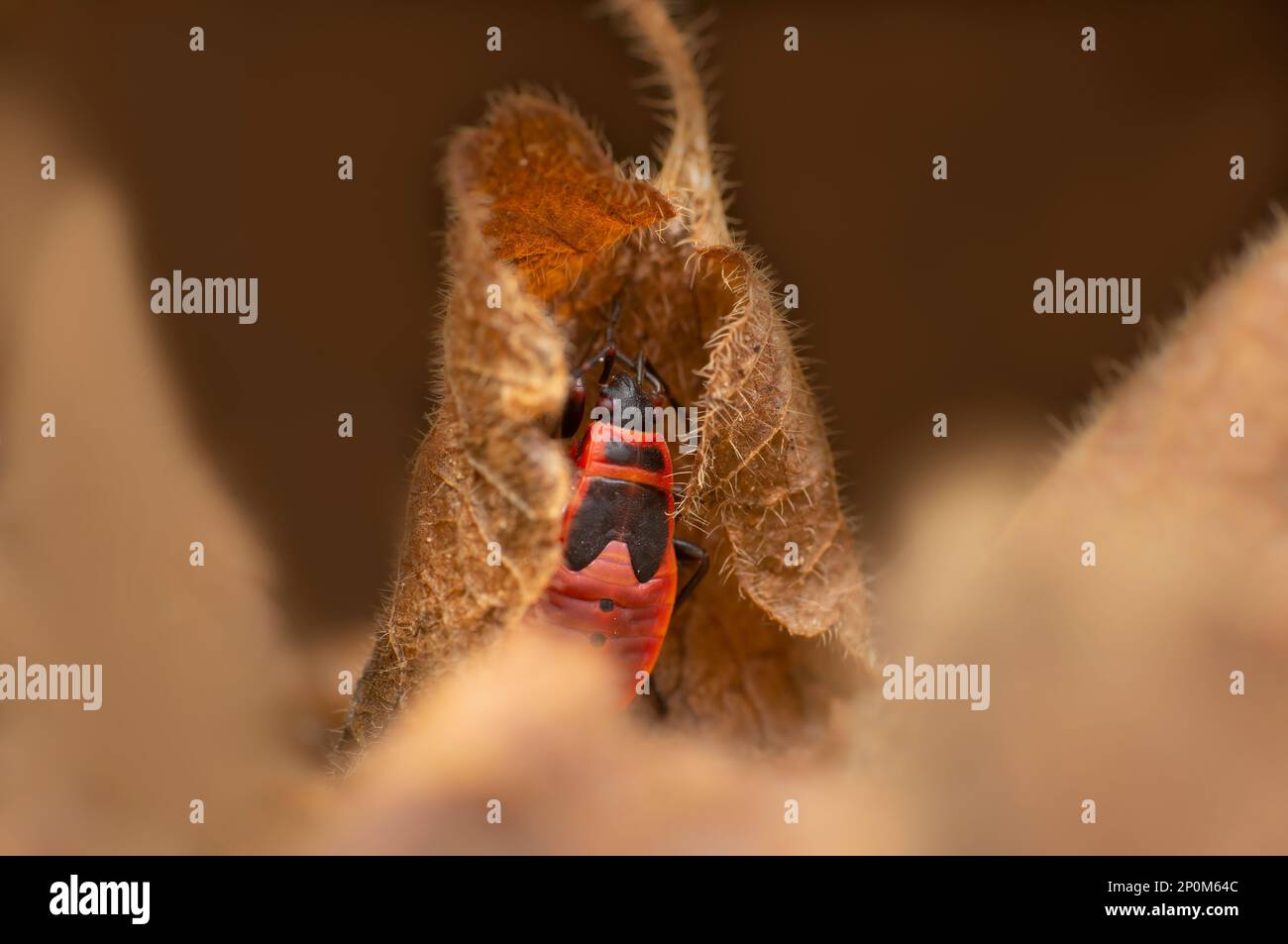 Withered leg hi-res stock photography and images - Alamy