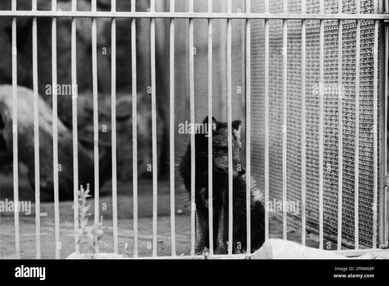 Archives 80ies: Animals in captivity, at Tete d'Or Park zoo, Lyon ...