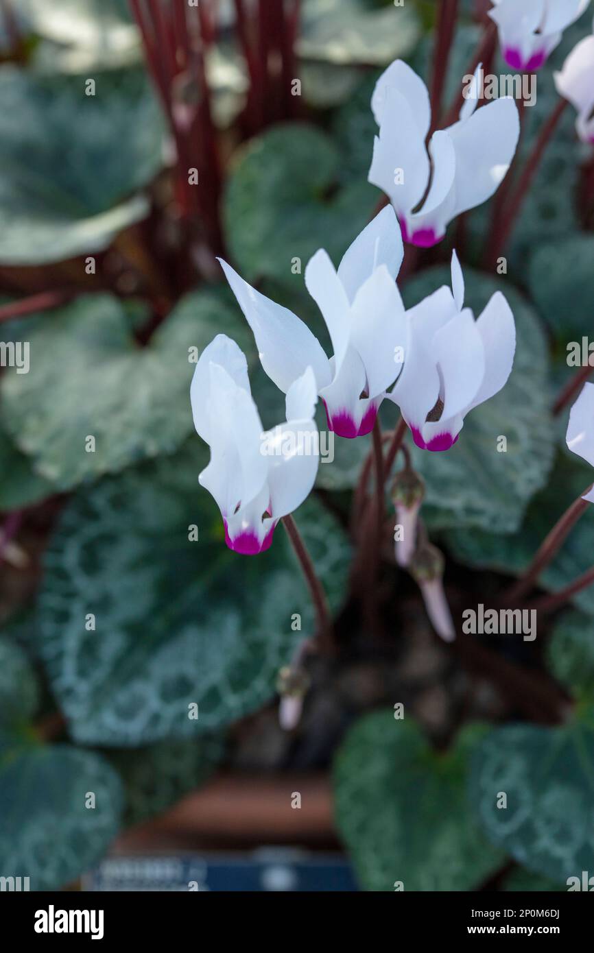 Petite clump of Cyclamen persicum, Persian cyclamen, flowering. Natural ...