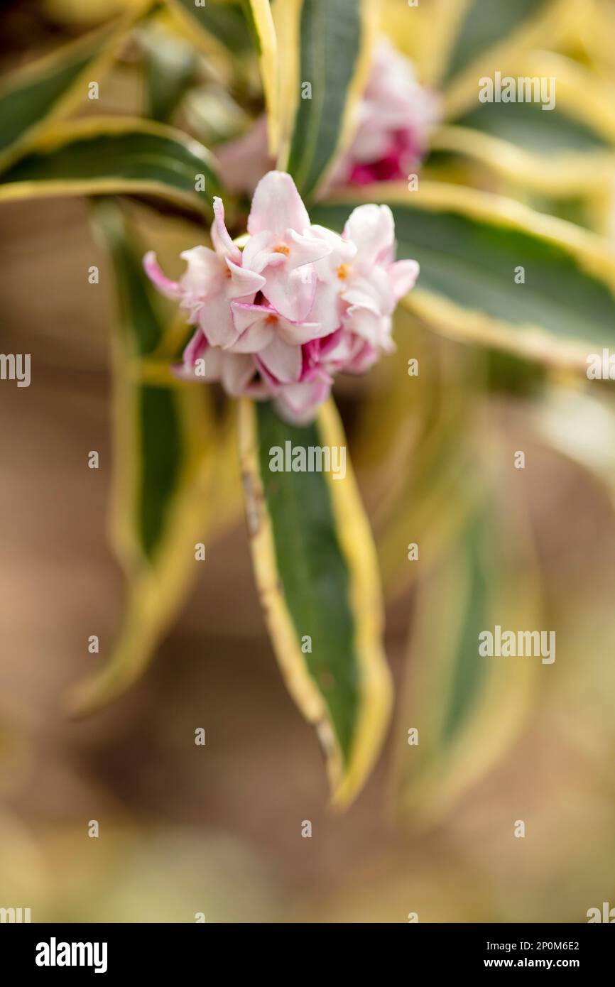 Terrifically fragrant Daphne odora, winter daphne, Japan daphne, Daphne ...