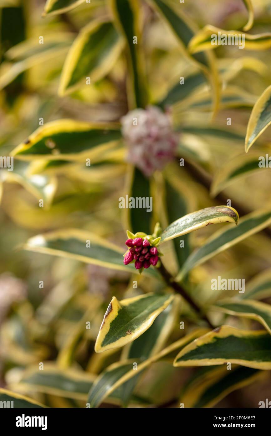Terrifically fragrant Daphne odora, winter daphne, Japan daphne, Daphne ...