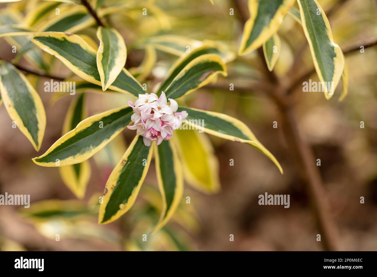 Terrifically fragrant Daphne odora, winter daphne, Japan daphne, Daphne ...