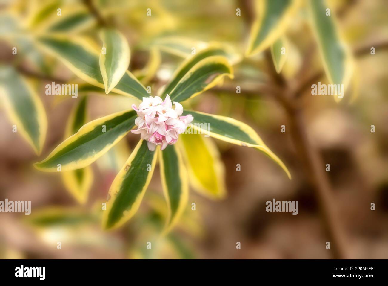 Terrifically fragrant Daphne odora, winter daphne, Japan daphne, Daphne ...