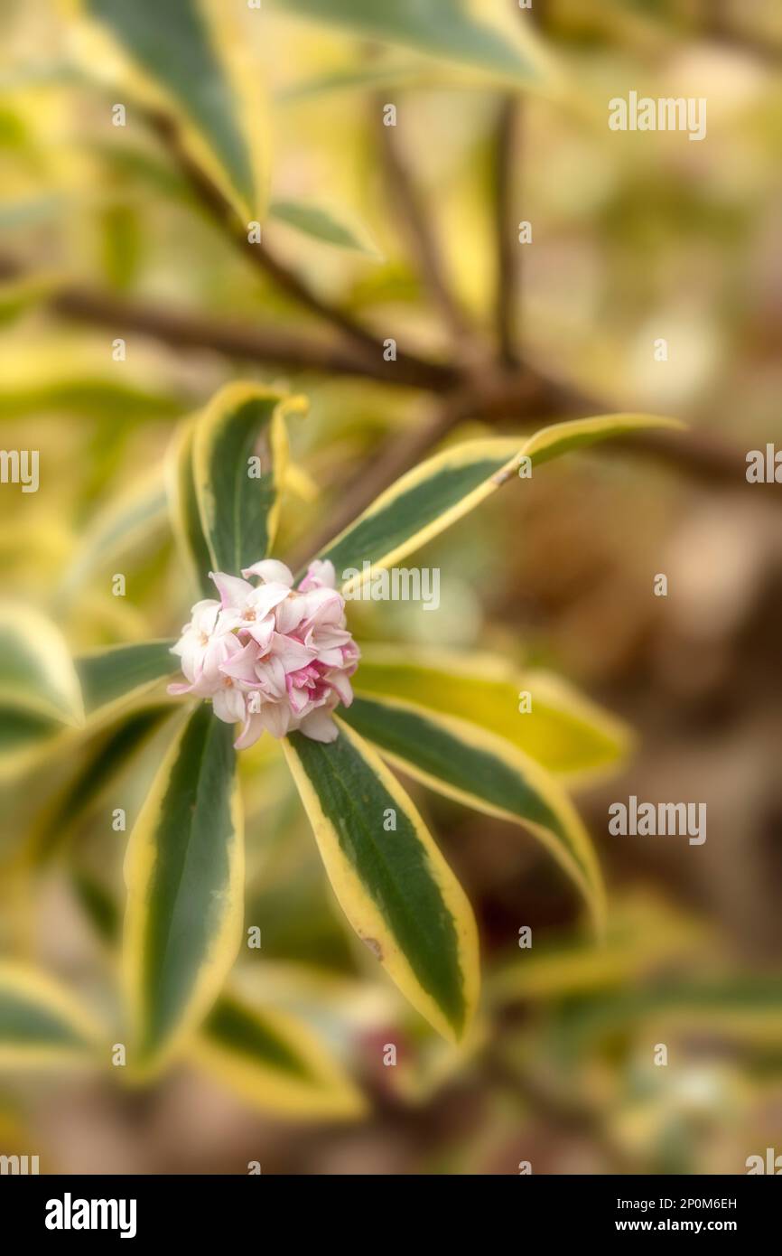 Terrifically fragrant Daphne odora, winter daphne, Japan daphne, Daphne ...