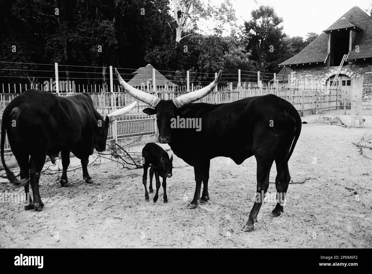 Archives 80ies: Animals in captivity, at Tete d'Or Park zoo, Lyon ...