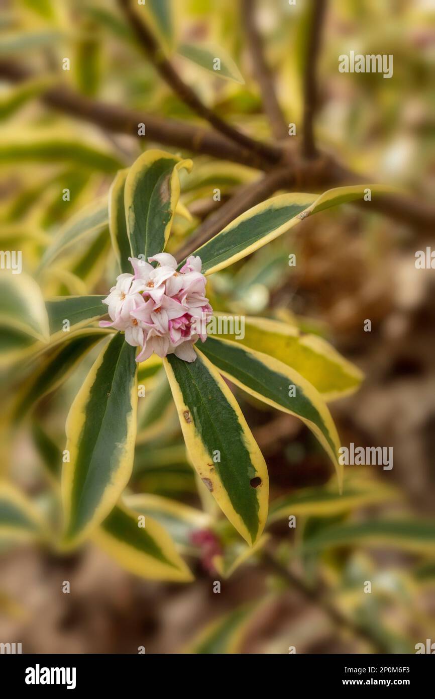 Terrifically fragrant Daphne odora, winter daphne, Japan daphne, Daphne ...
