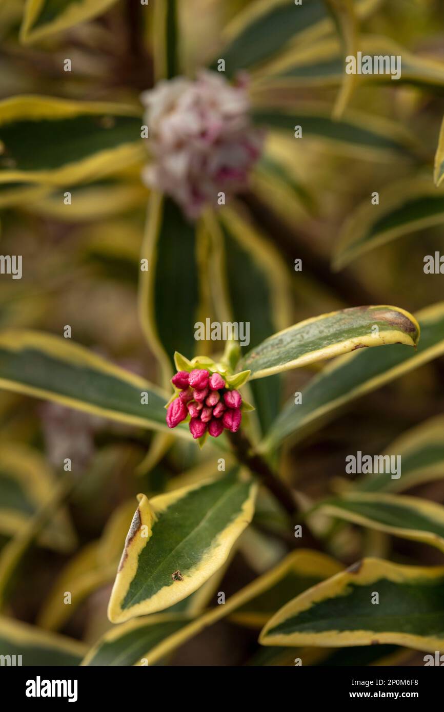 Terrifically fragrant Daphne odora, winter daphne, Japan daphne, Daphne ...