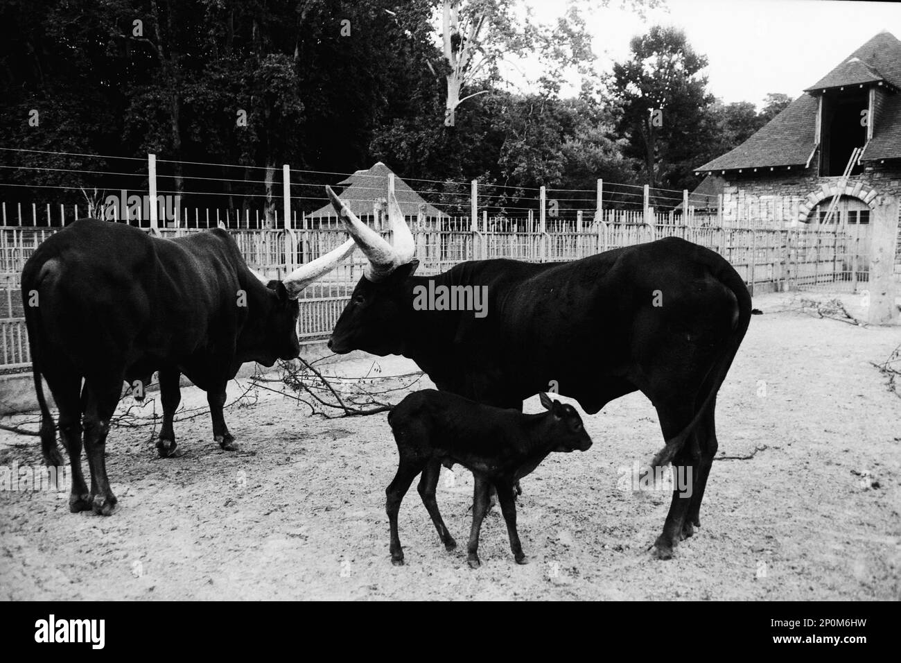 Archives 80ies: Animals in captivity, at Tete d'Or Park zoo, Lyon ...