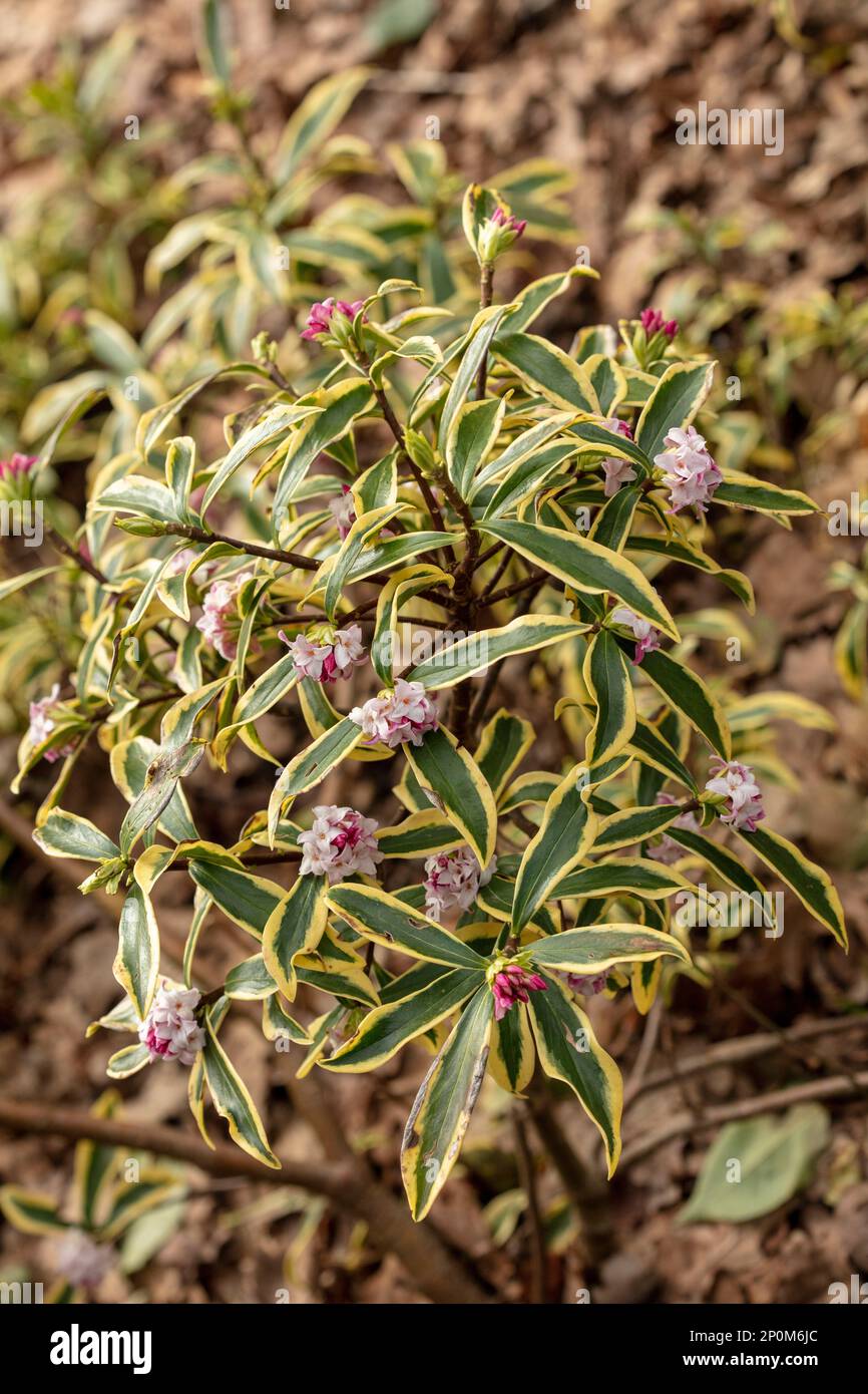 Terrifically fragrant Daphne odora, winter daphne, Japan daphne, Daphne ...