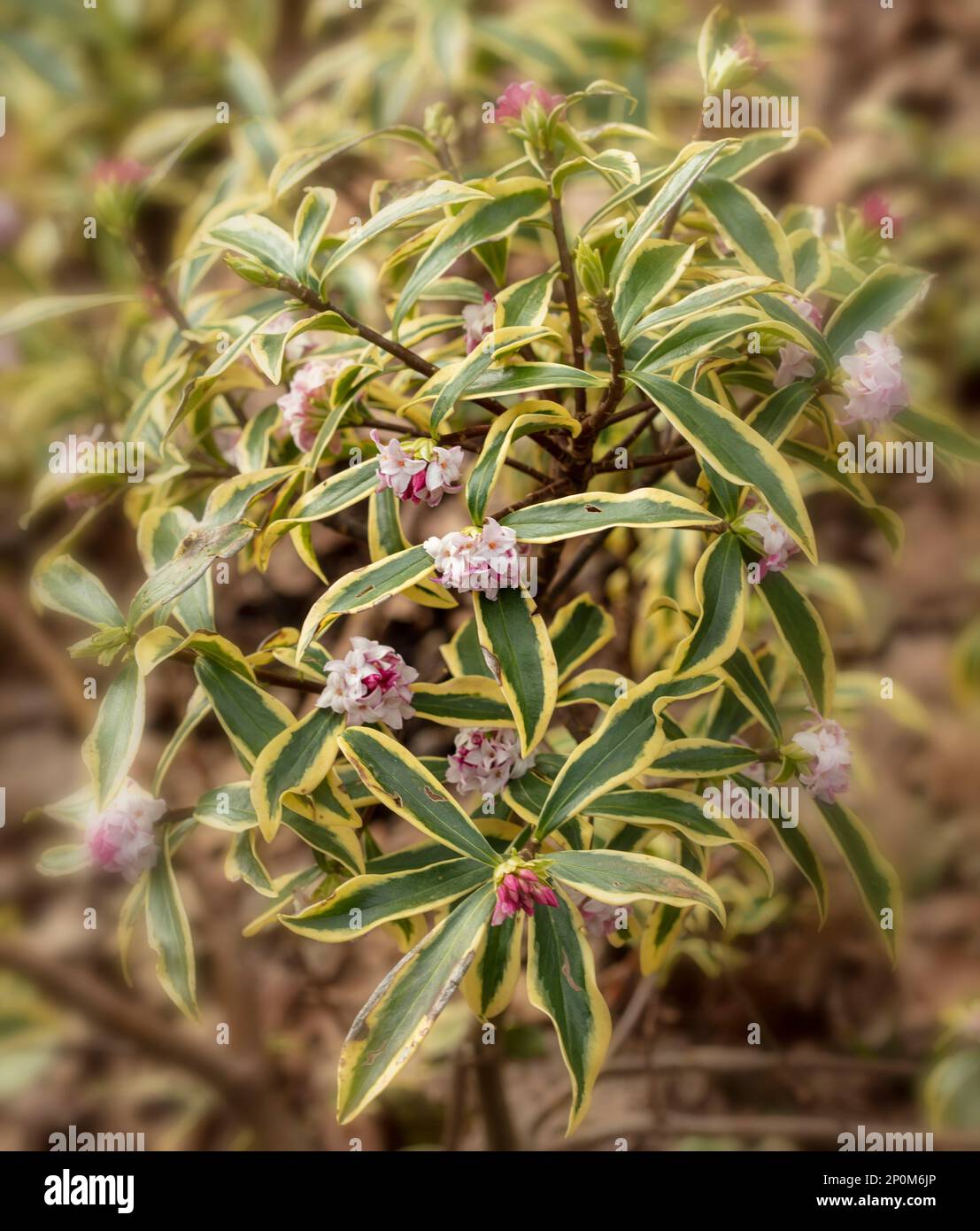 Terrifically fragrant Daphne odora, winter daphne, Japan daphne, Daphne ...