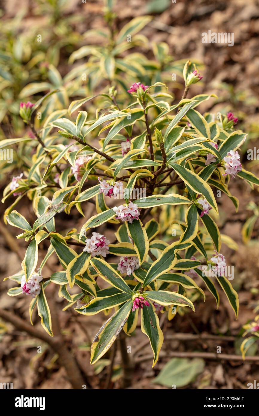Terrifically fragrant Daphne odora, winter daphne, Japan daphne, Daphne ...