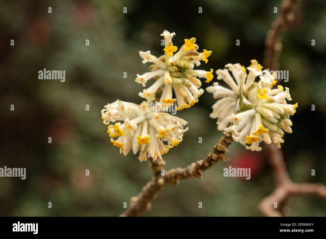 Strikingly beautiful and useful Edgeworthia Chrysantha, Oriental ...
