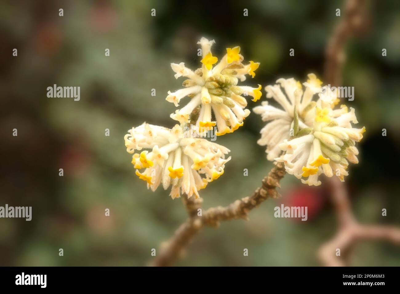 Strikingly beautiful and useful Edgeworthia Chrysantha, Oriental ...