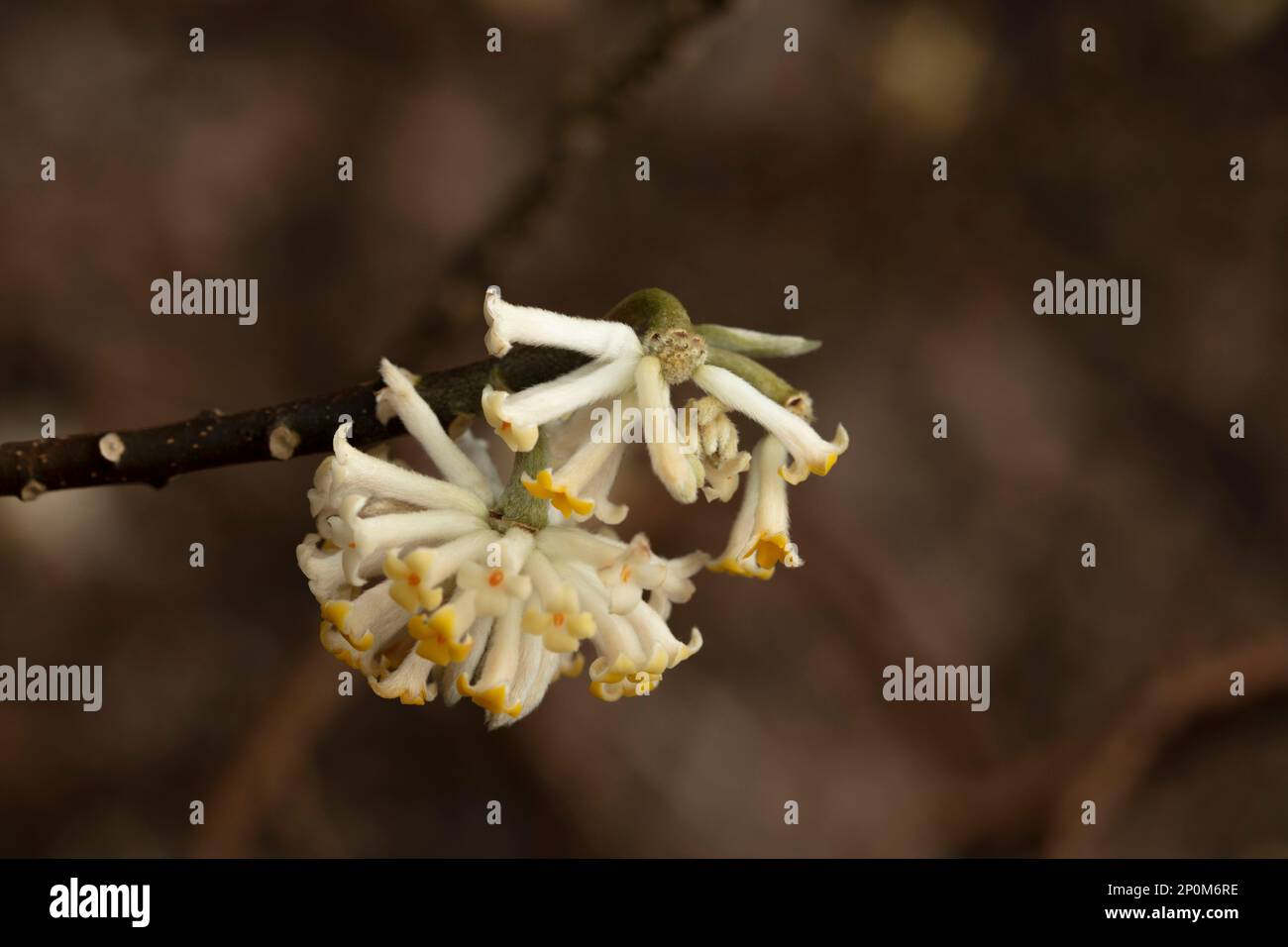 Handmade japanese tissue hi-res stock photography and images - Alamy