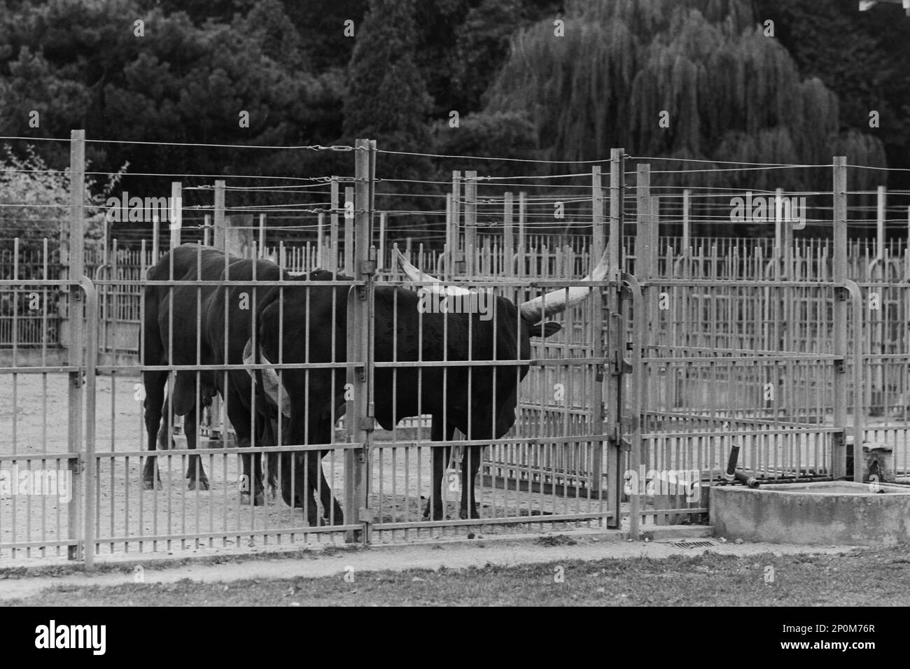 Archives 80ies: Animals in captivity, at Tete d'Or Park zoo, Lyon ...