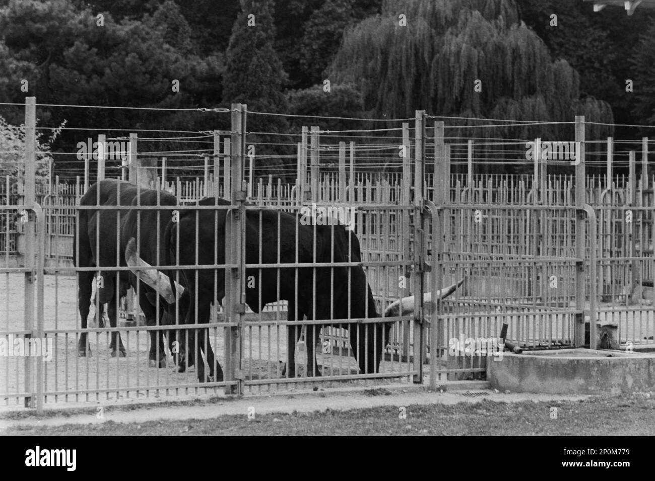 Archives 80ies: Animals in captivity, at Tete d'Or Park zoo, Lyon ...