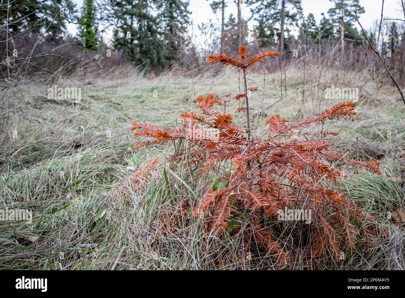 Dry dead baby pine tree on winter meadow, selective shallow focus, red ...