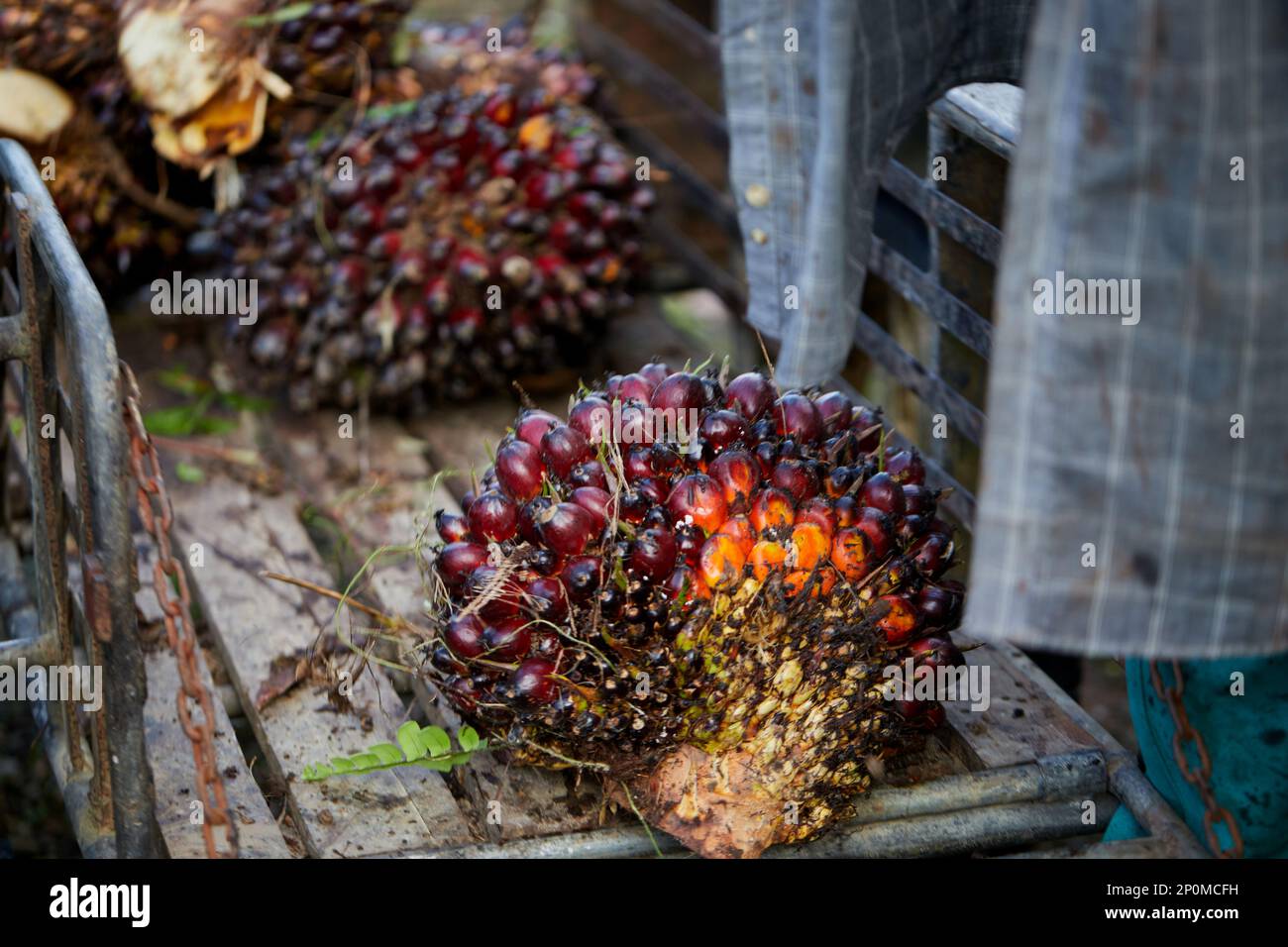 Agriculture harvesting bunch of fresh palm oil seed Stock Photo - Alamy