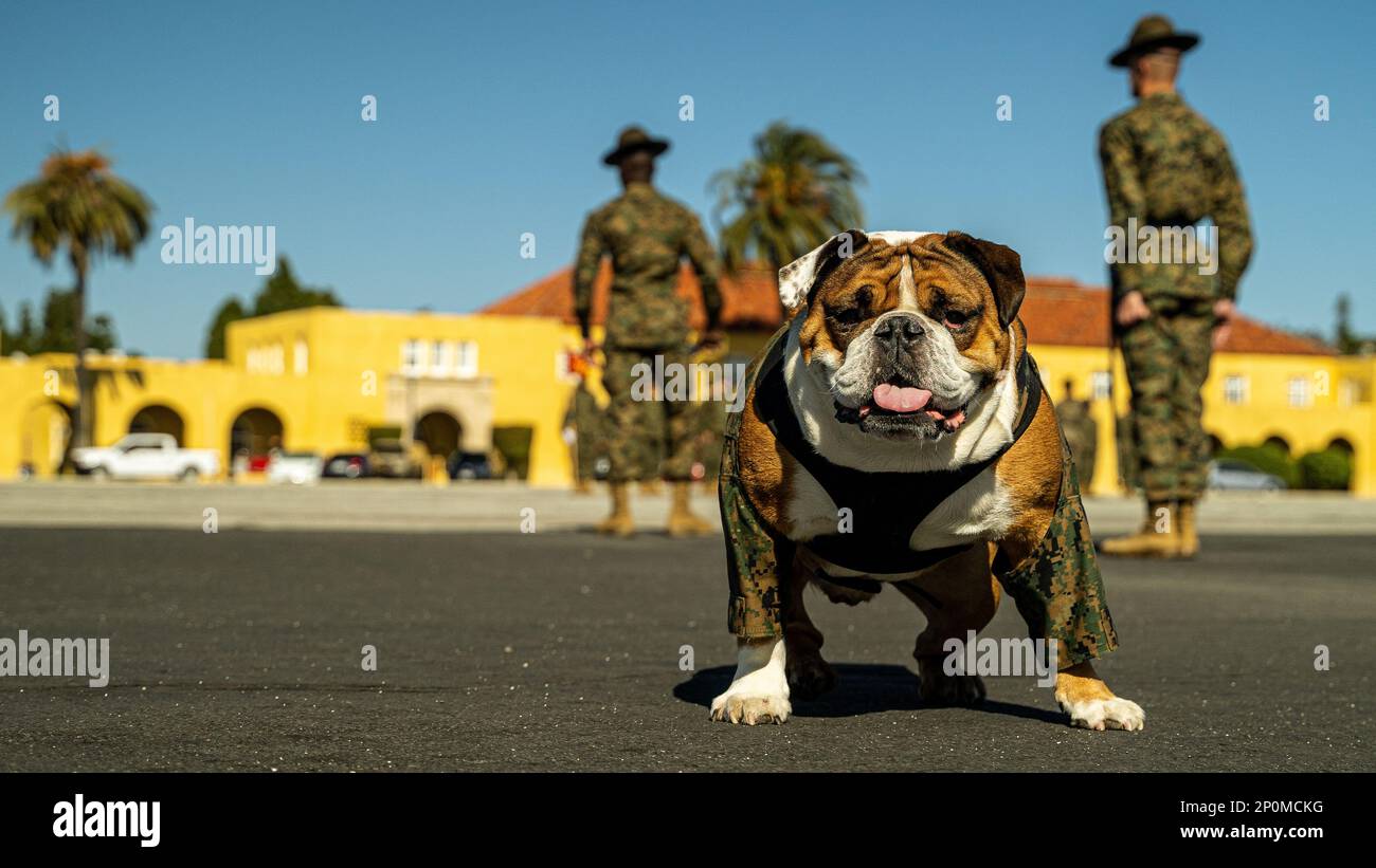 U.S Marine Corps Cpl. Manny, the mascot of Marine Corps Recruit Depot ...