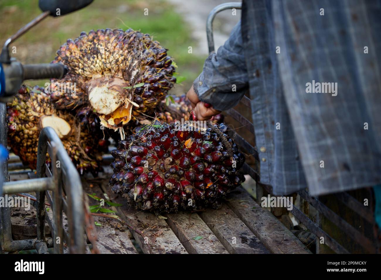 Agriculture harvesting bunch of fresh palm oil seed Stock Photo - Alamy