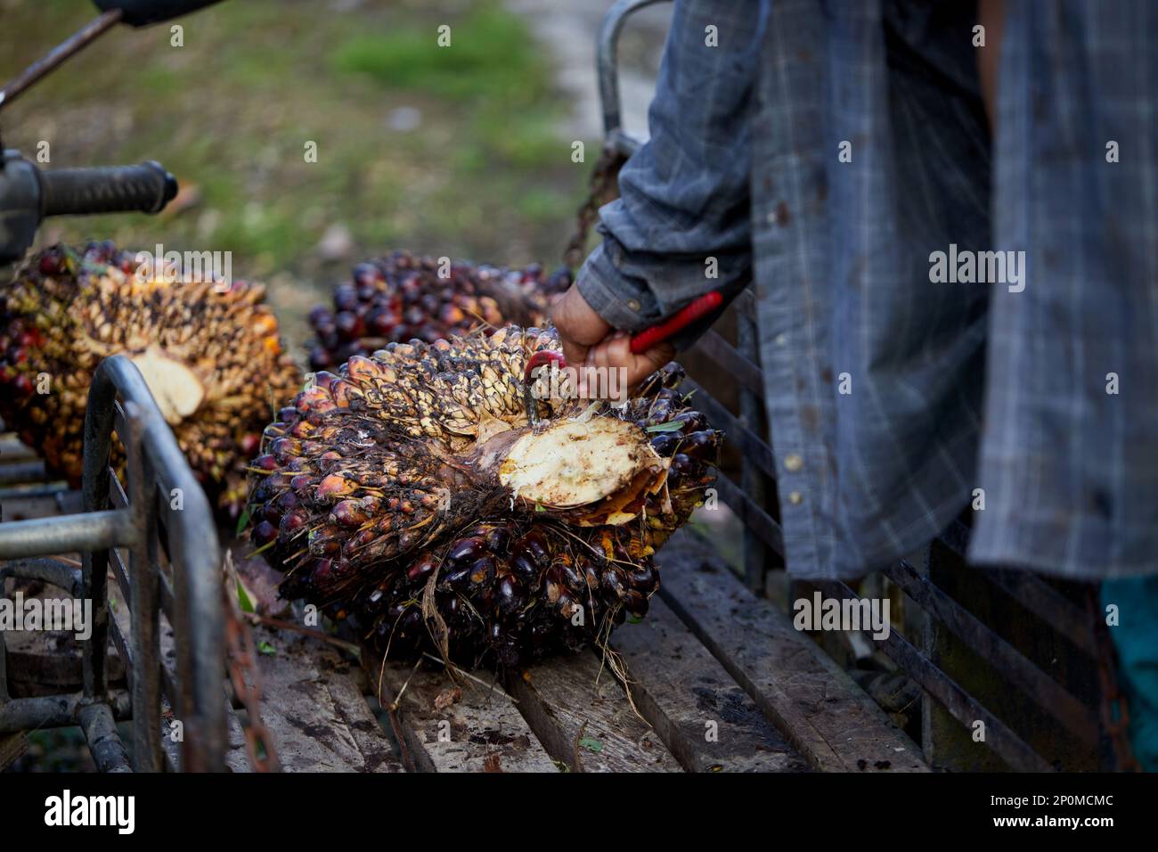 Oil palm fresh fruit bunch hi-res stock photography and images - Alamy