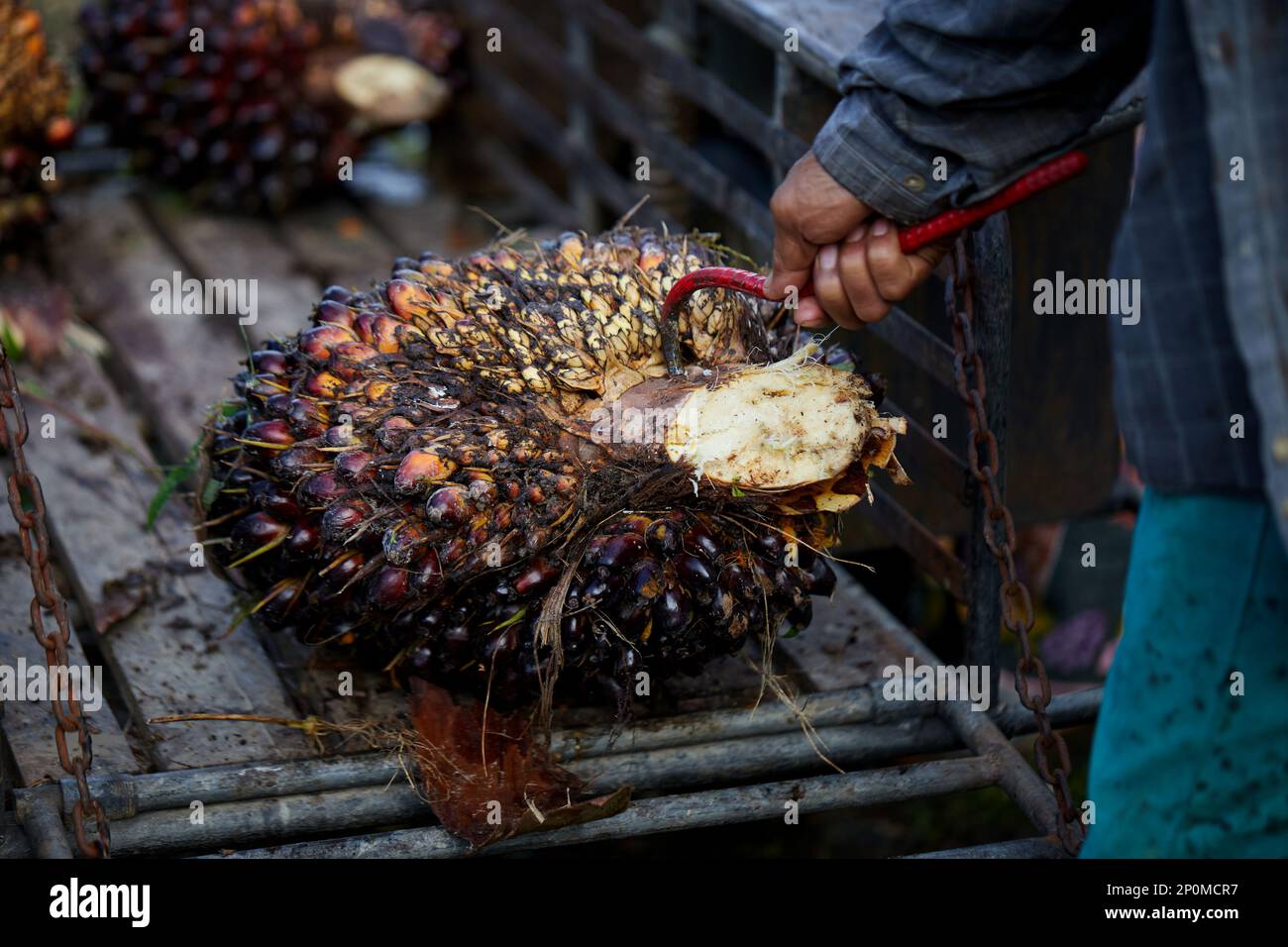 Agriculture harvesting bunch of fresh palm oil seed Stock Photo - Alamy