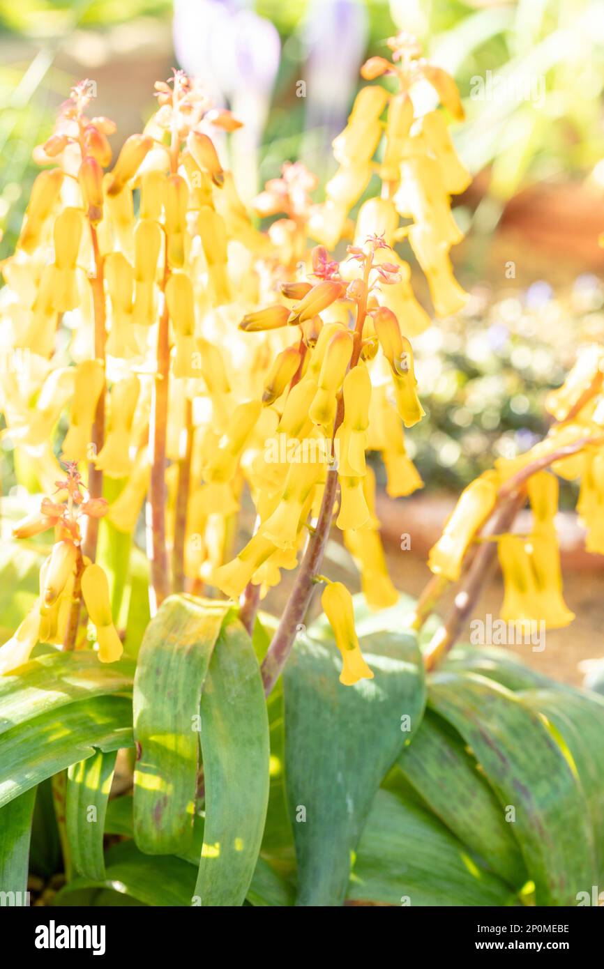 Beautifully backlit yellow Lachenalia Aloides, Lachenalia tricolor, cape cowslip. Close-up ...