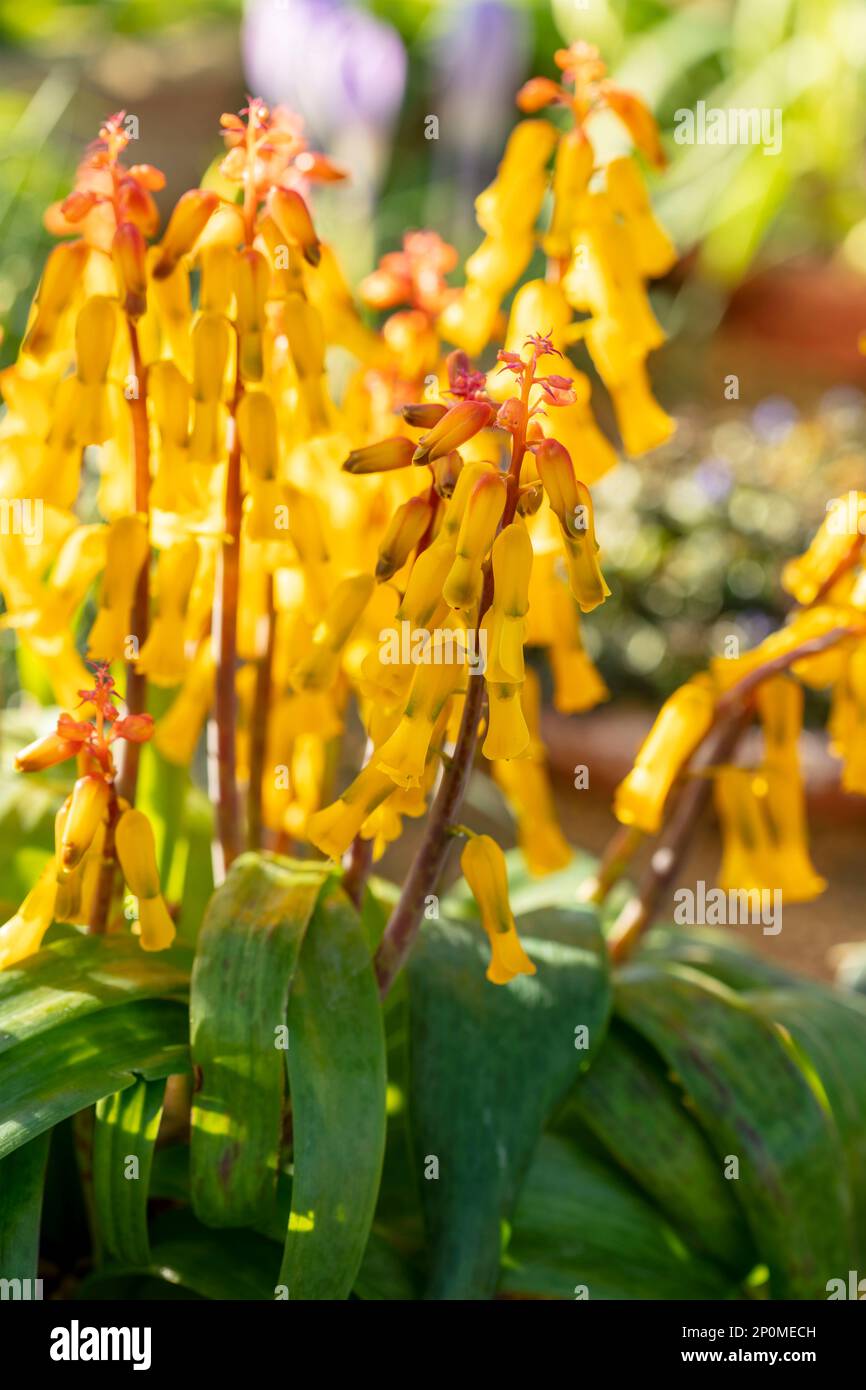 Beautifully backlit yellow Lachenalia Aloides, Lachenalia tricolor, cape cowslip. Close-up ...