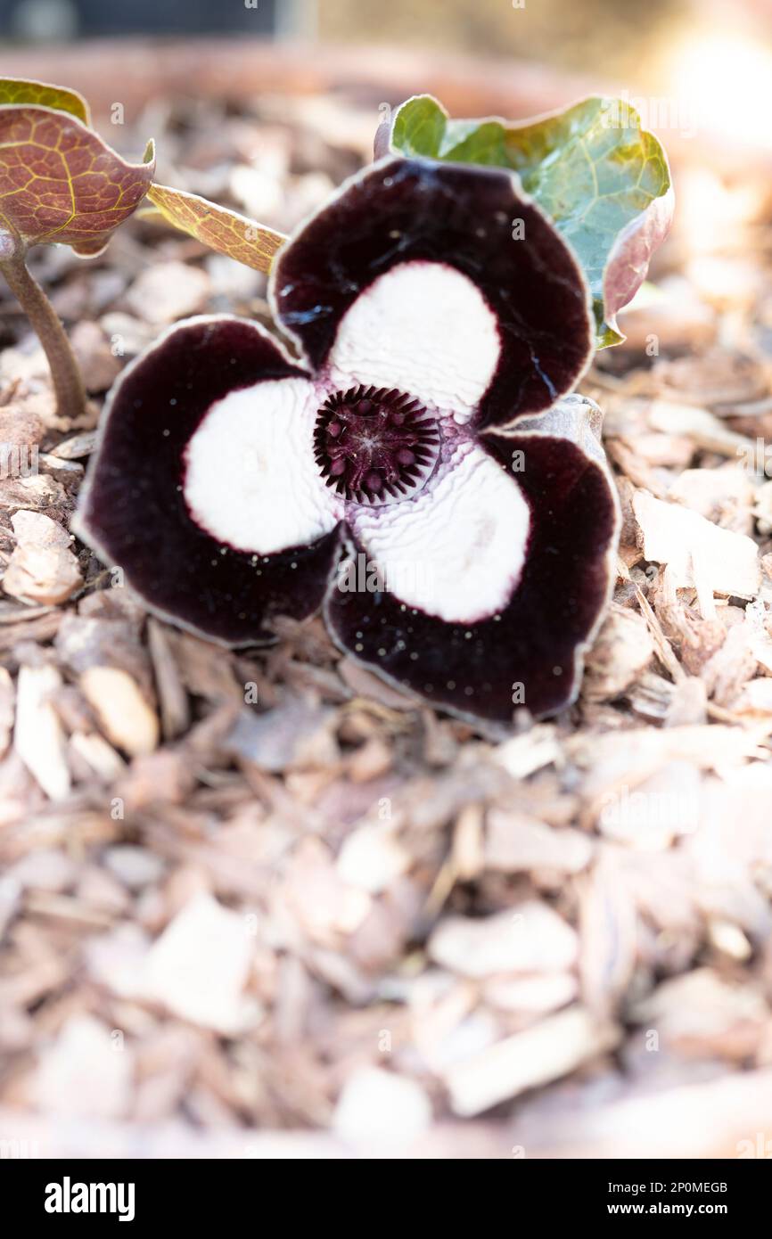 Close up flowering plant portrait of Asarum arifolium 'The Giant’, jug ...