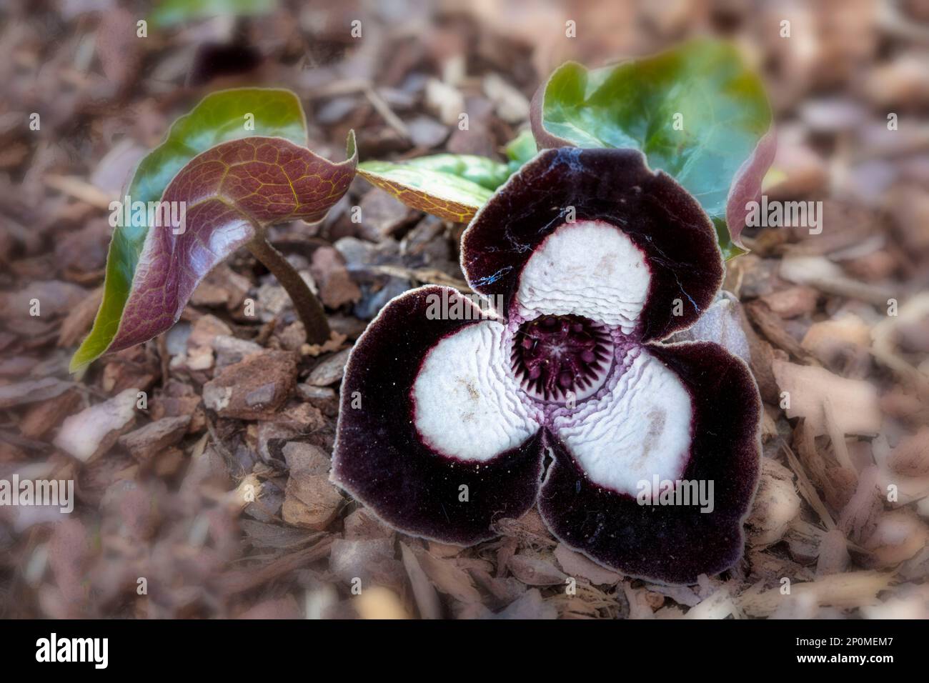 Close up flowering plant portrait of Asarum arifolium 'The Giant’, jug ...