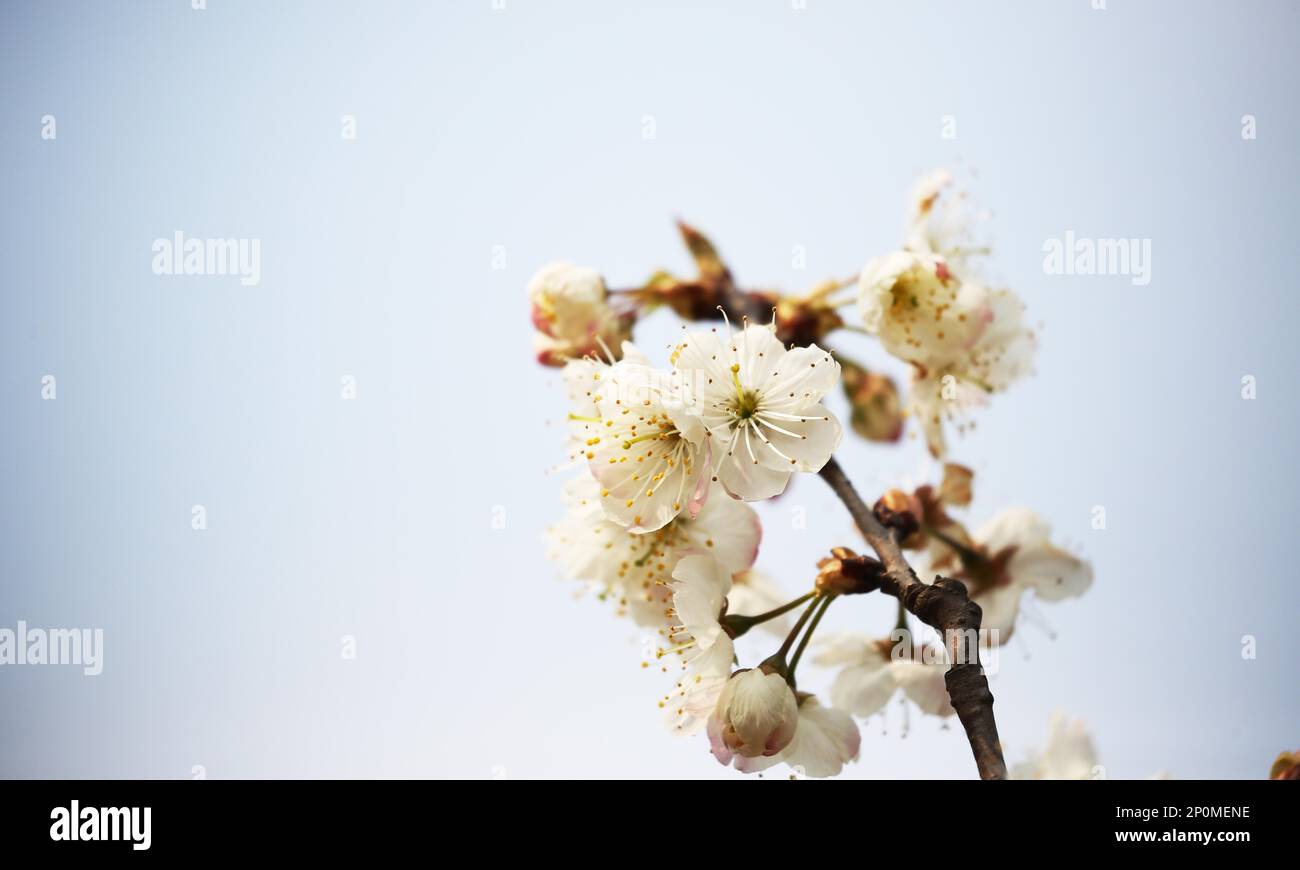 Cherry blossoms burst into full bloom in Aohe Village, Qingzhen City of ...