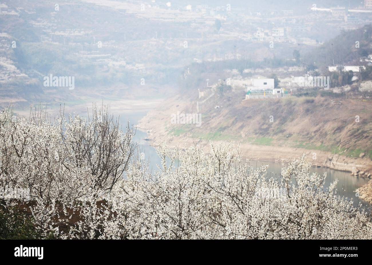 Aerial photo shows cherry blossoms blooming in Aohe Village, Qingzhen ...