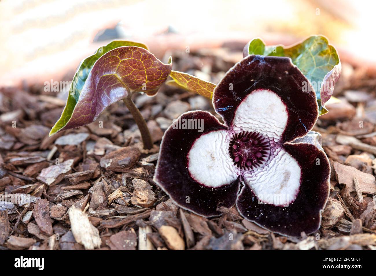 Close up flowering plant portrait of Asarum arifolium 'The Giant’, jug ...