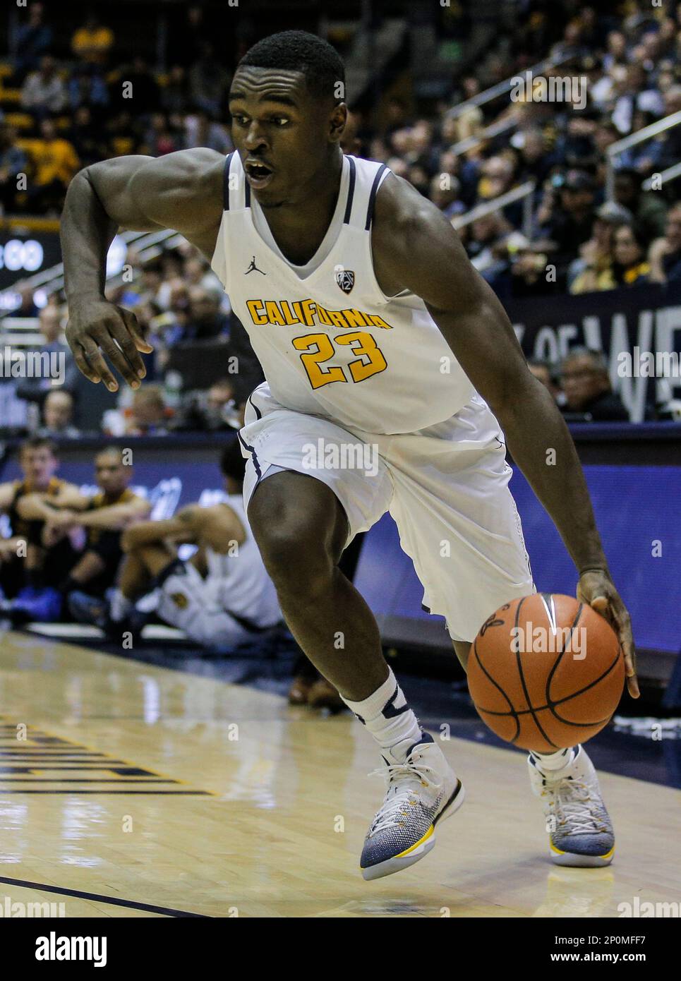 Nov 11 2016 - Berkeley CA, USA - California guard Jabari Bird #23 ...