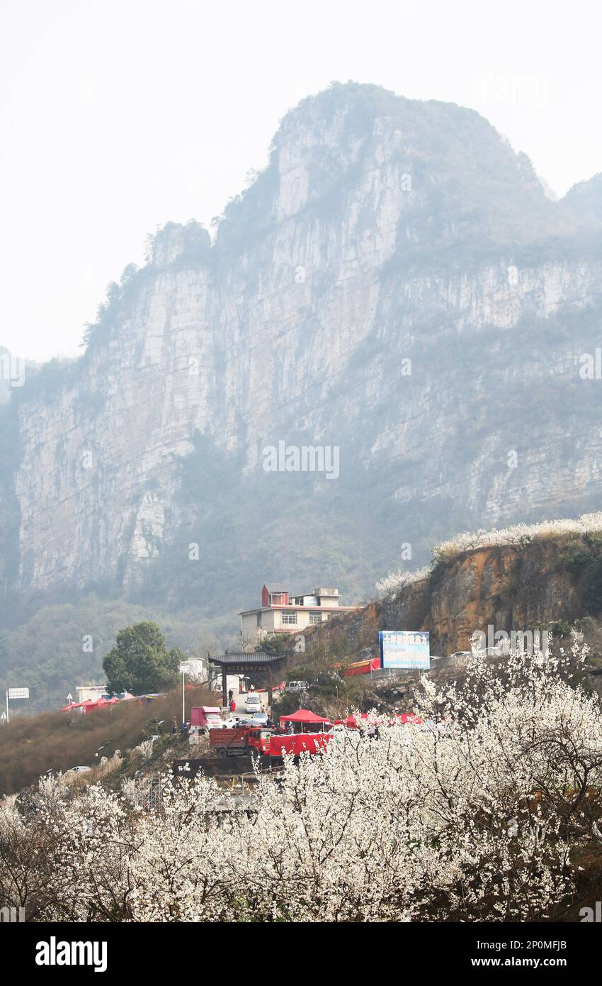 Aerial photo shows cherry blossoms blooming in Aohe Village, Qingzhen ...