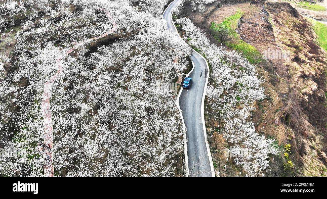 Aerial photo shows cherry blossoms blooming in Aohe Village, Qingzhen ...