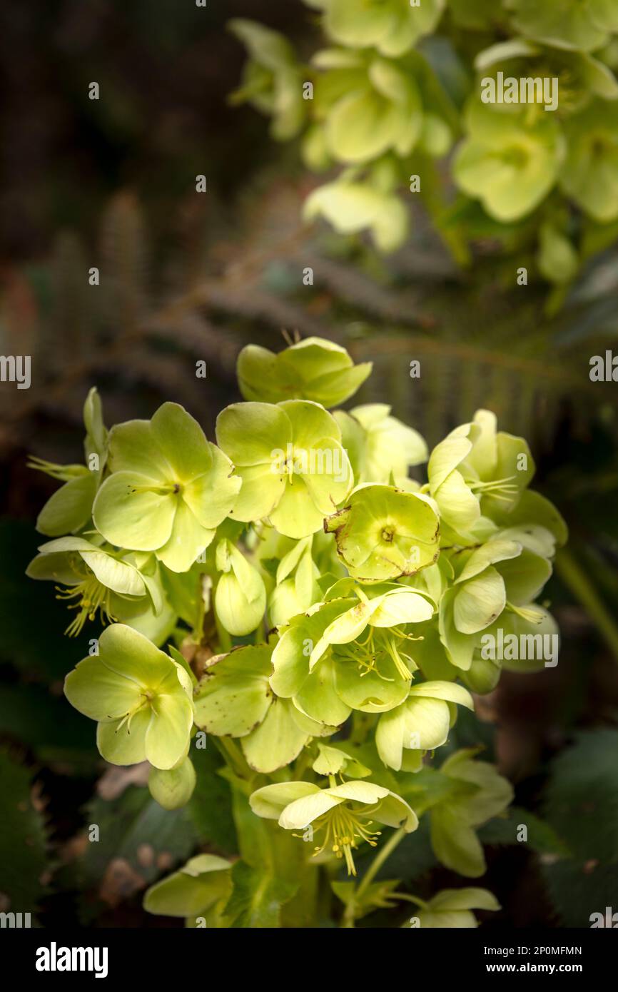 Delightful Helleborus argutifolius, holly-leaved hellebore, Corsican ...