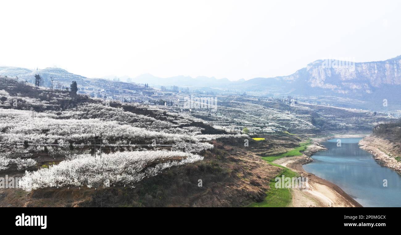 Aerial photo shows cherry blossoms blooming in Aohe Village, Qingzhen ...