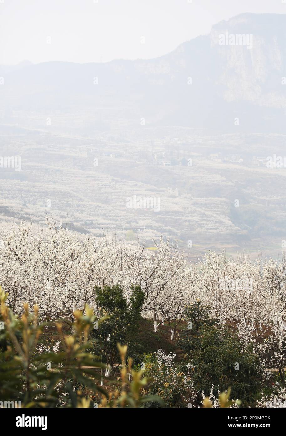 Aerial photo shows cherry blossoms blooming in Aohe Village, Qingzhen ...