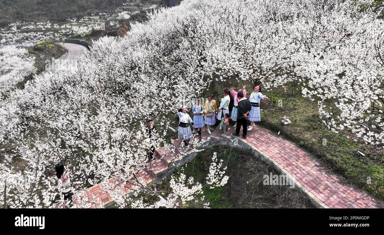 Aerial photo shows cherry blossoms blooming in Aohe Village, Qingzhen ...