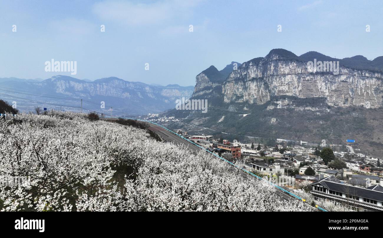 Cherry blossoms burst into full bloom in Aohe Village, Qingzhen City of ...