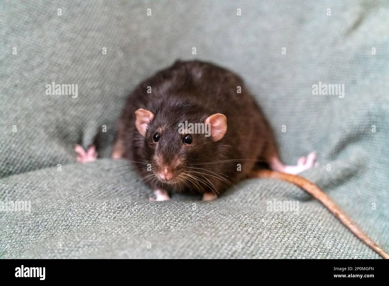 White rat photos hi-res stock photography and images - Alamy