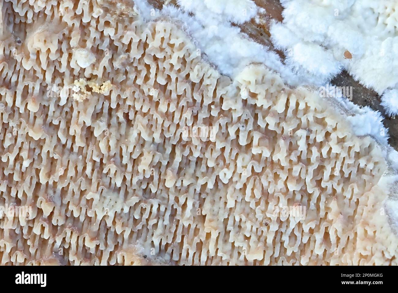 Phlebia rufa, also called Merulius rufus, a crust fungus from Finland ...