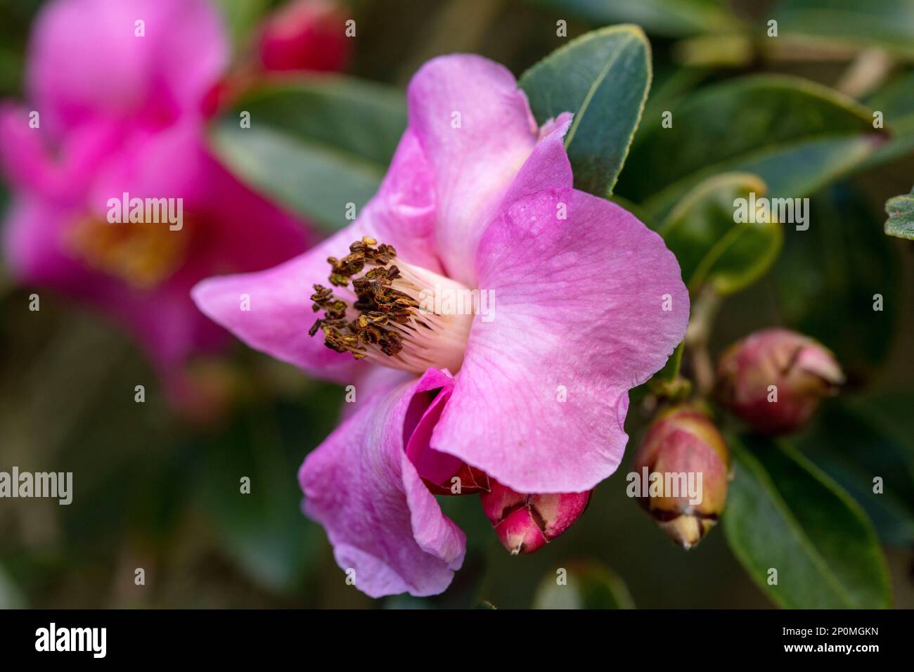 Beyond beautiful close-up natural environmental flower portrait of ...